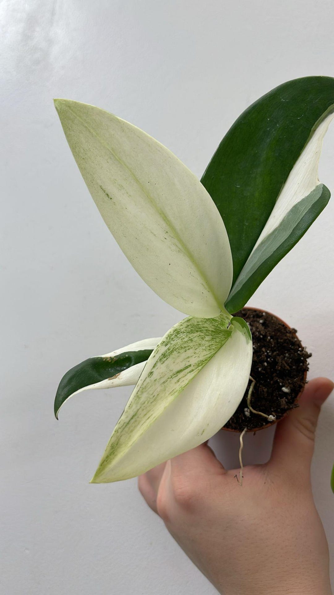 Scindapsus Moonlight Albo 3 - Etsy