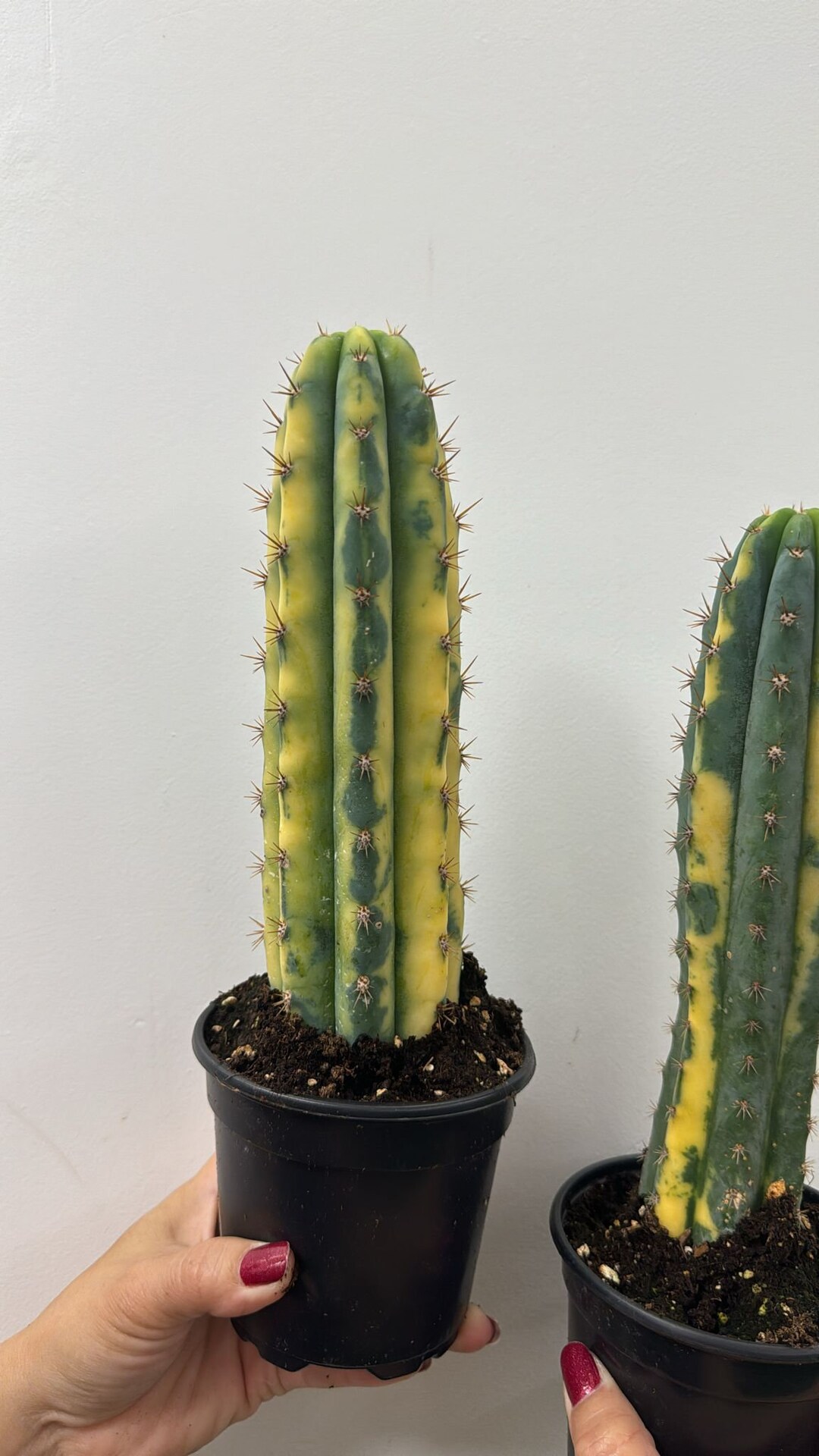 San Padro Cactus 4 - Etsy