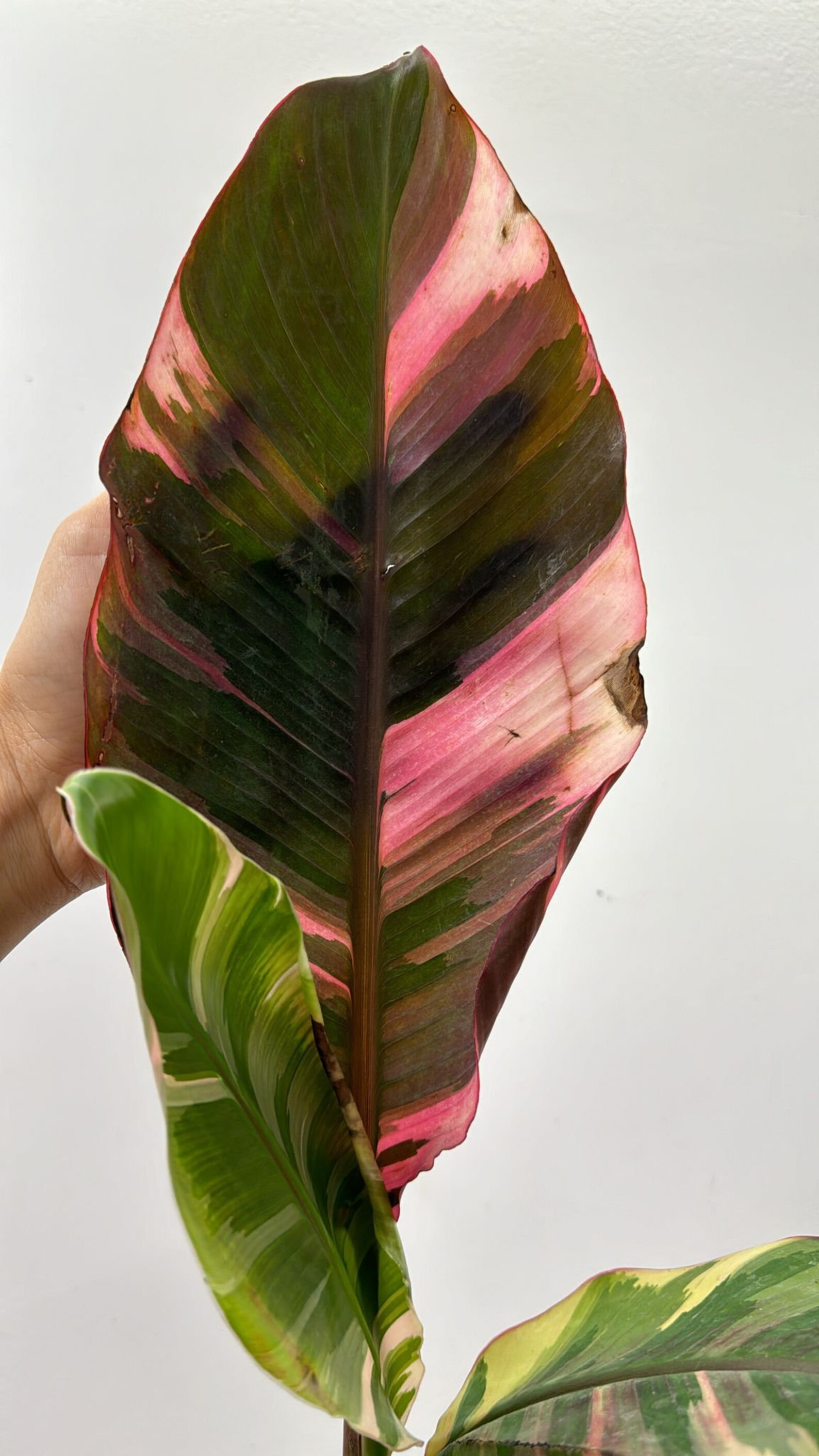 Banana Nono Pink 5 - Etsy