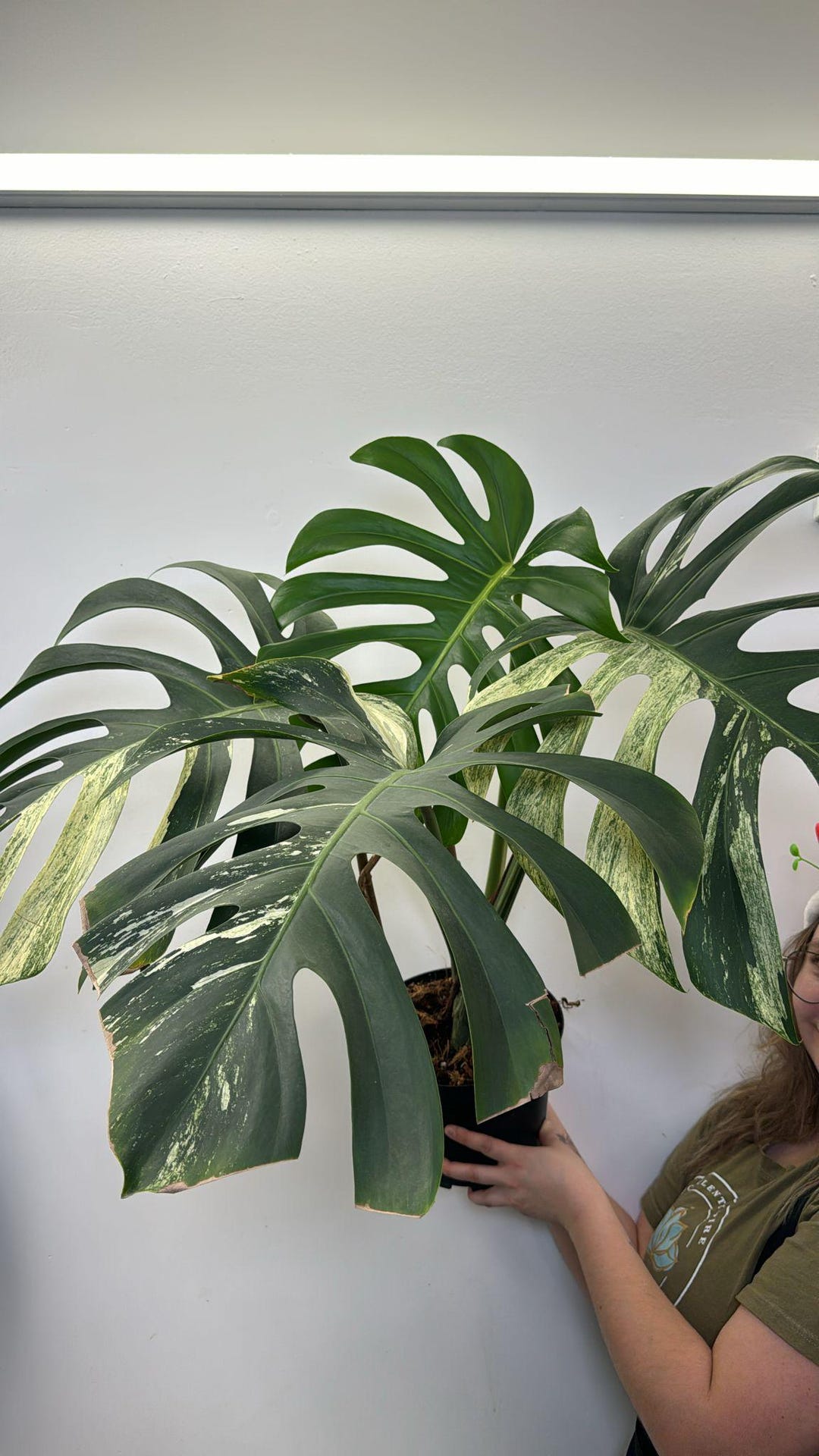Monstera Mint 8 - Etsy