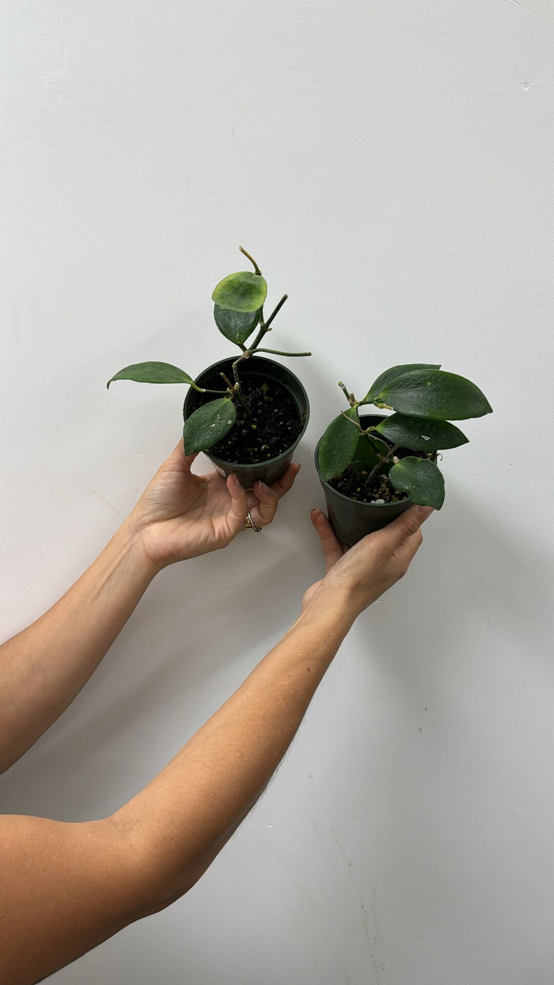 Hoya Anulata 4 - Etsy