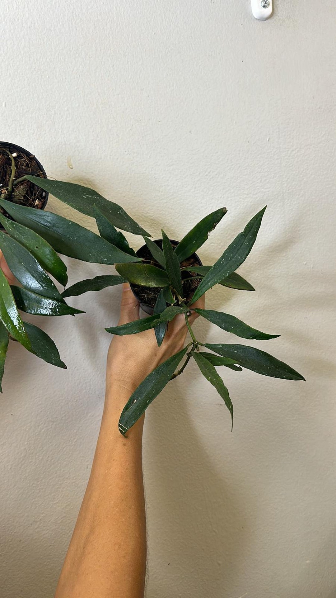 Hoya Mirabilis 3 - Etsy
