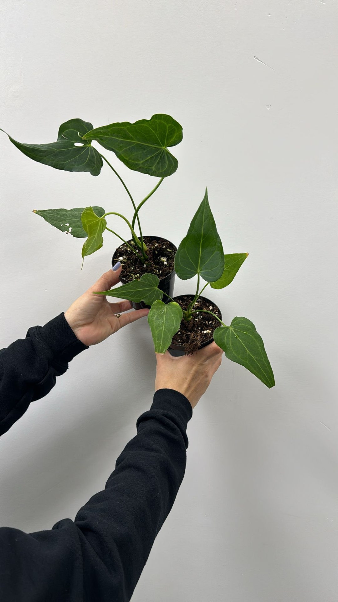 Anthurium Delta Force 4 - Etsy