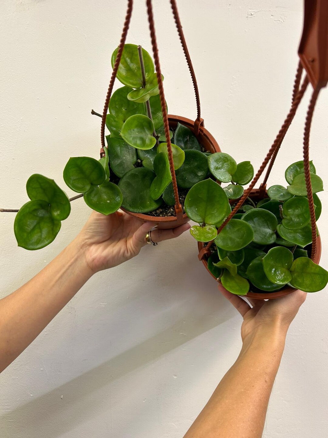 Hoya Chelsea 6 - Etsy