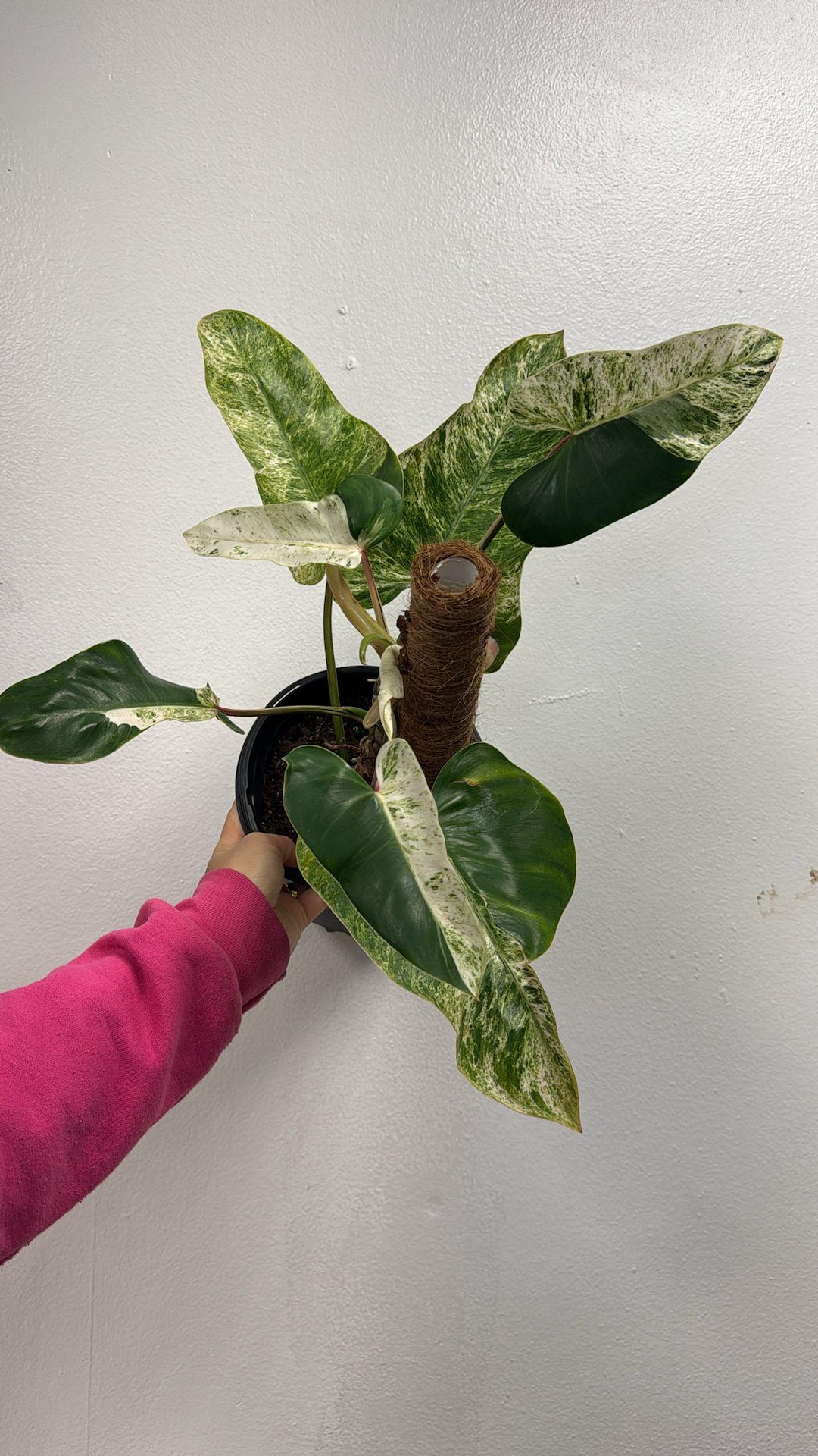 Philodendron Emerald Ice iislemanii Phillipines 6 - Etsy