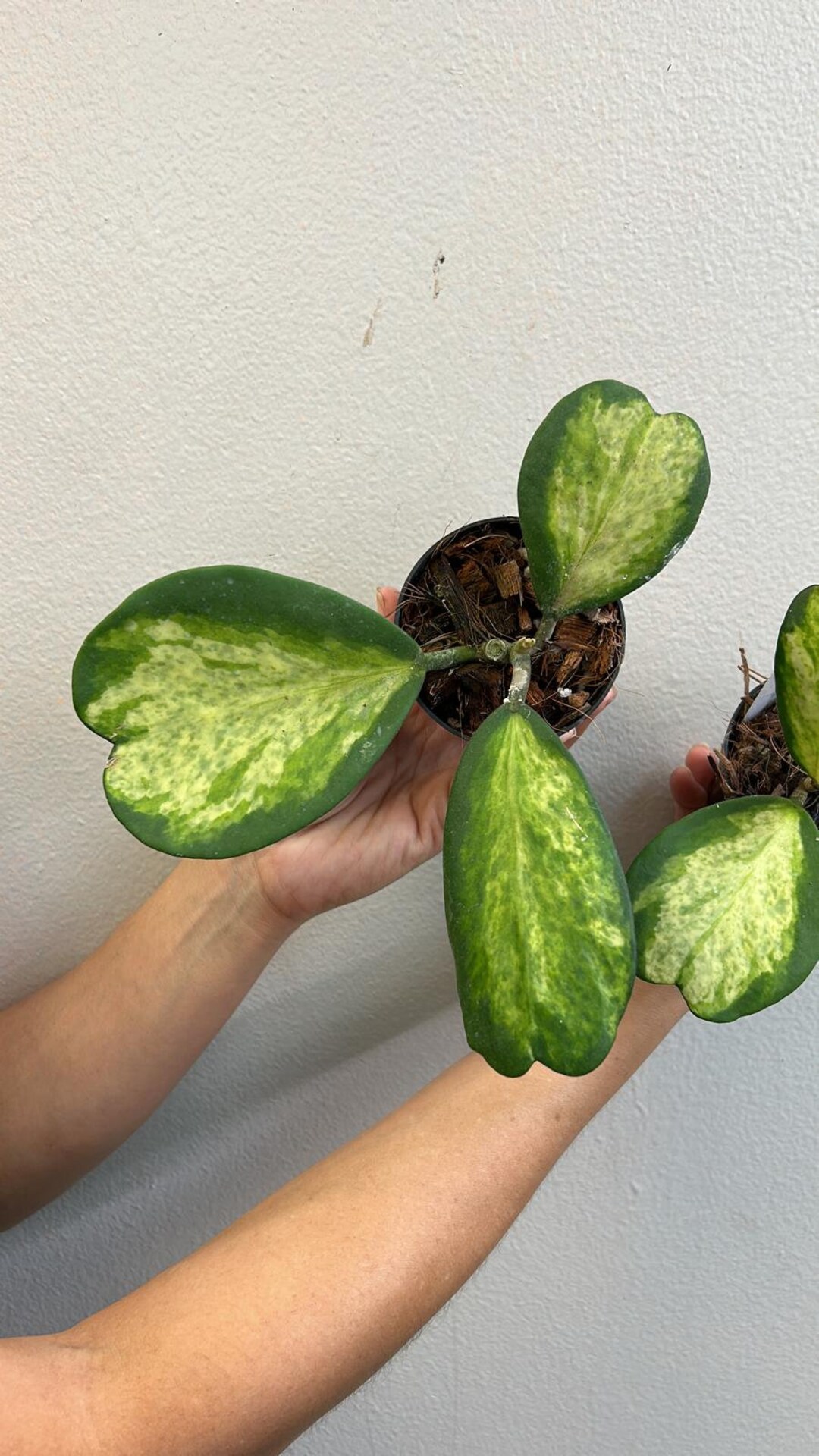 Hoya Kerri Variegated Spot Leaf 3 - Etsy