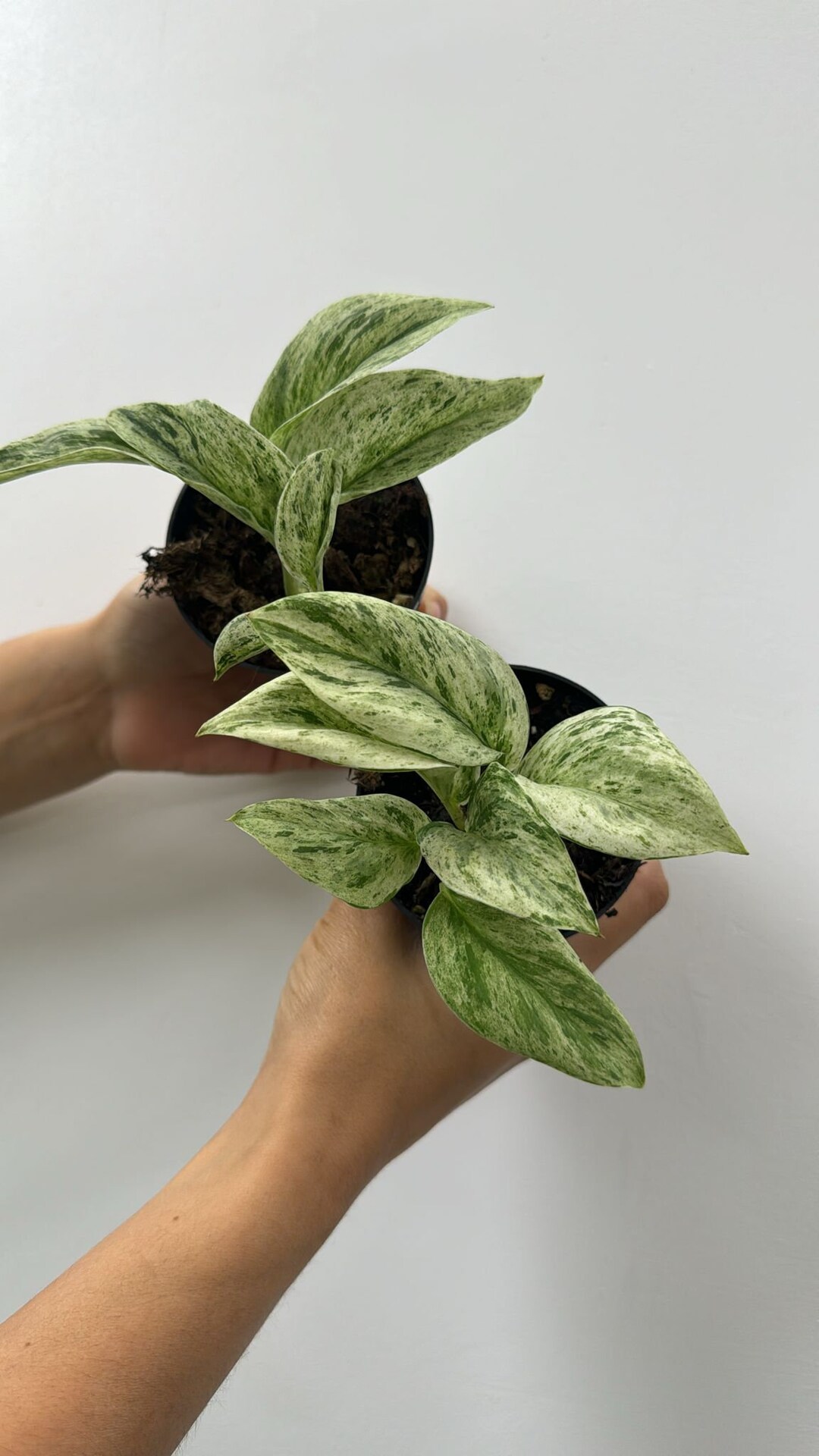 Scindapsus Marble 3 - Etsy