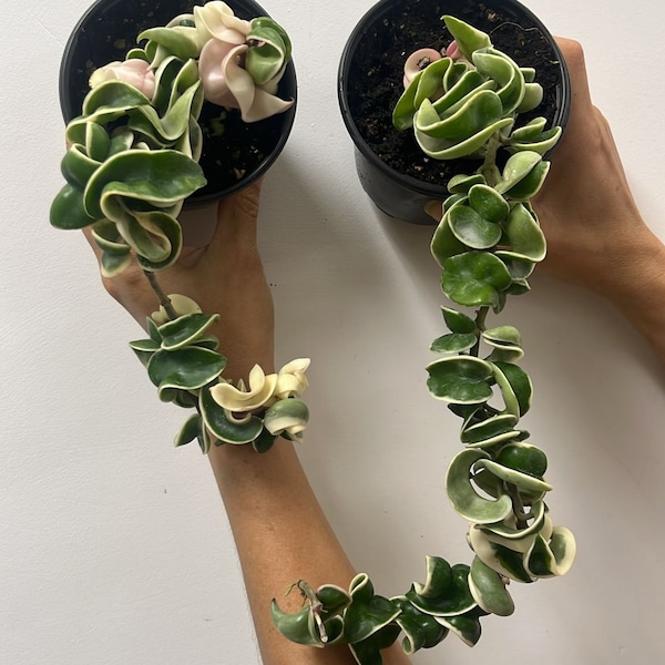 Variegated Hindu Rope Hoya - Etsy