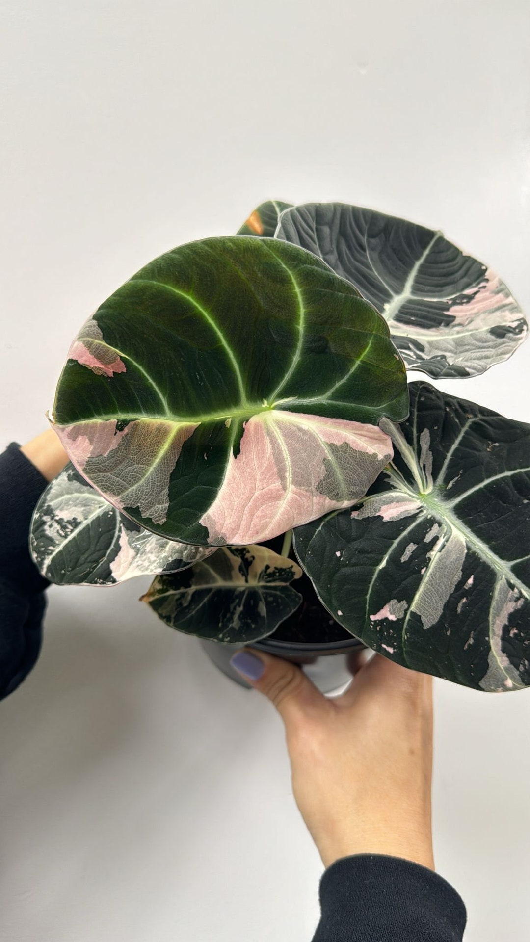 Alocasia Black Velvet Variegated 6 - Etsy