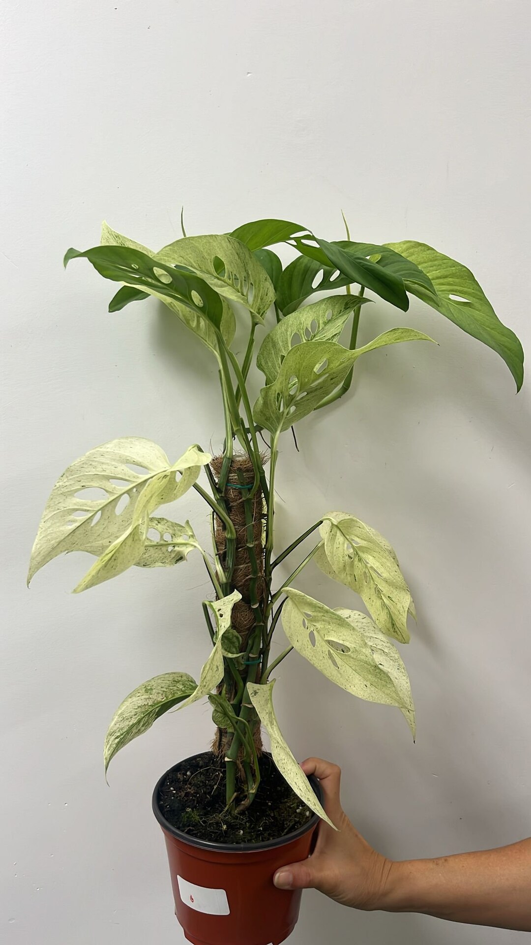 Monstera Laniata Variegated 6 - Etsy
