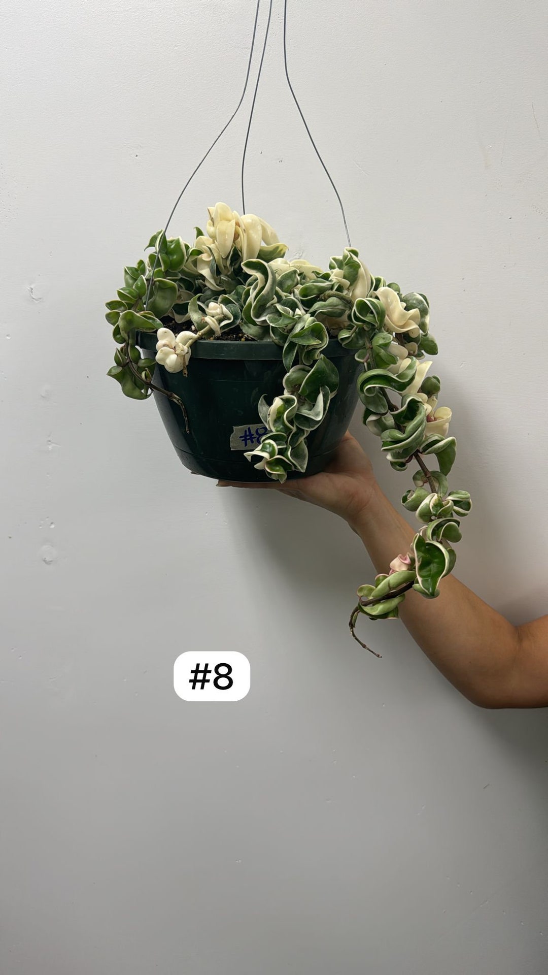 Hoya Hindu Rope Variegated 8 8 - Etsy