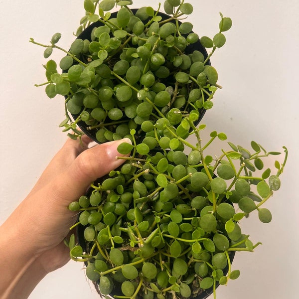 String of Nickels - Etsy