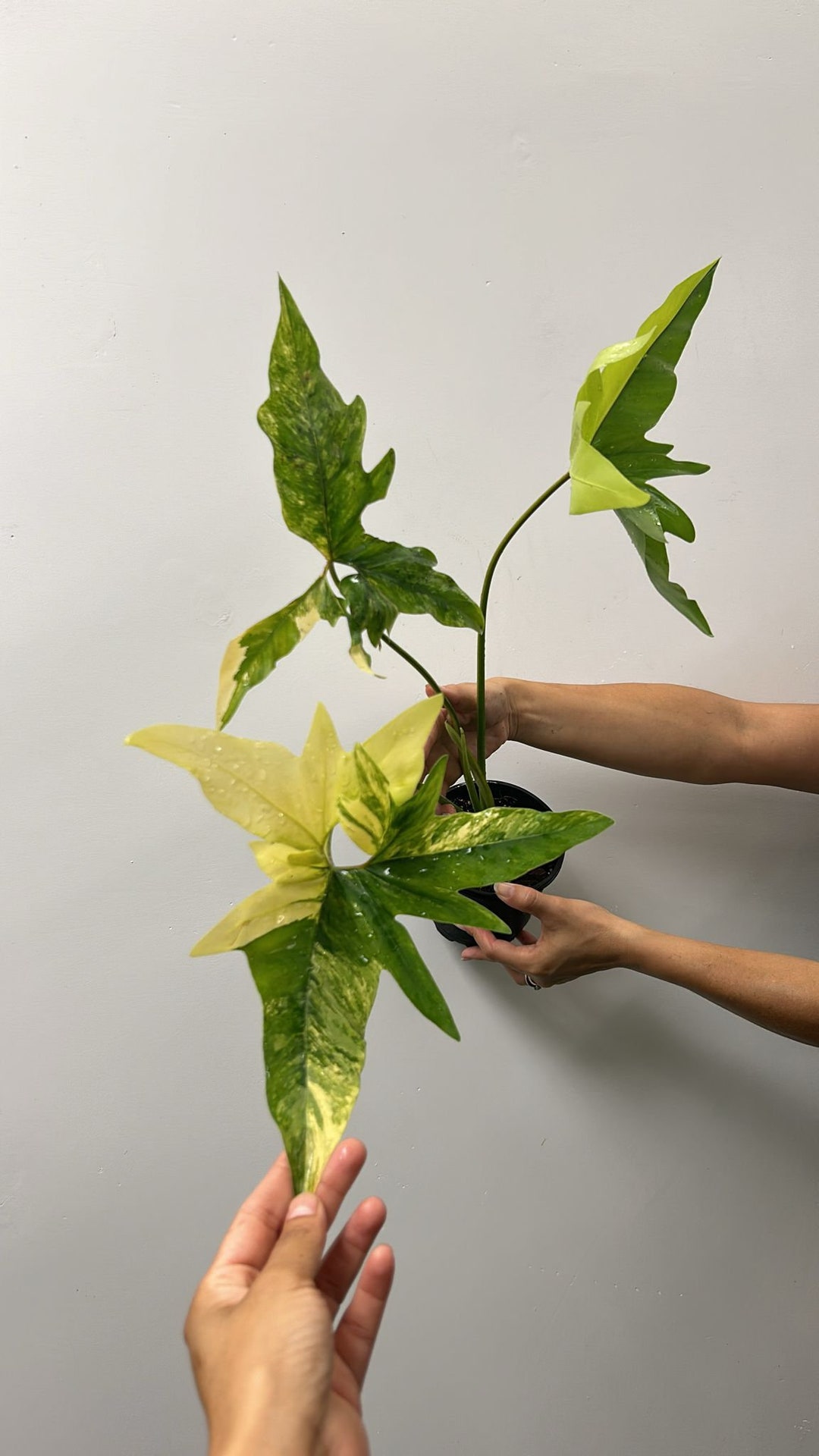 Philodendron Thaumatophyllum Angela Variegated 5 - Etsy