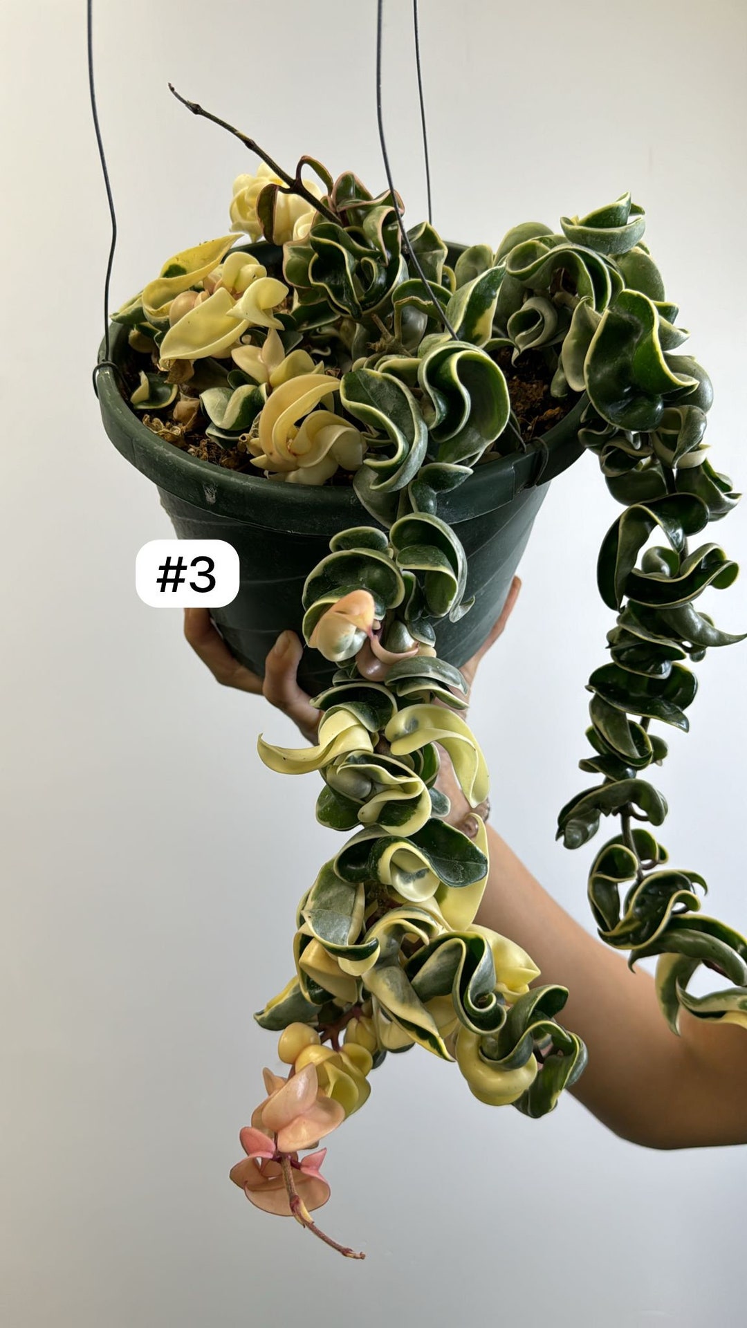 Hoya Compacta Variegated 8 3 - Etsy