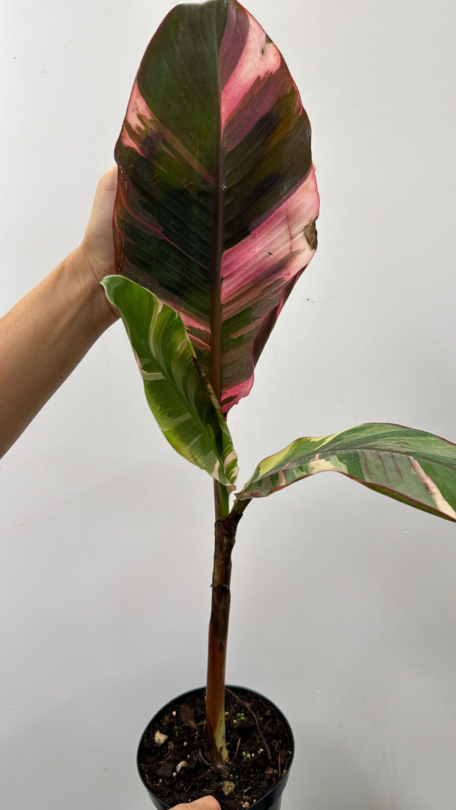 Banana Nono Pink 5 - Etsy