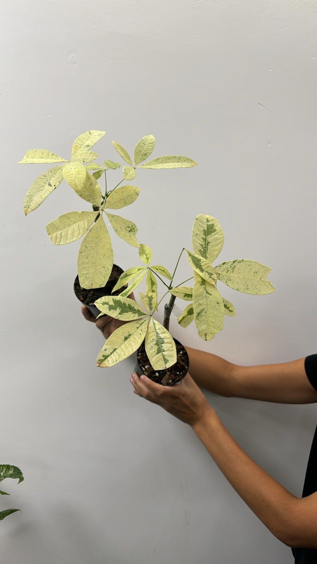 Money Tree Variegated 4 - Etsy