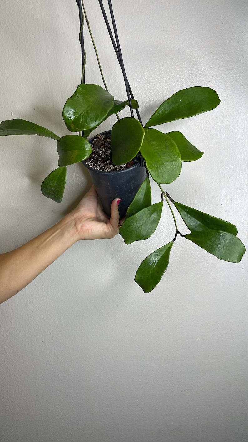 Hoya Excavata 5 - Etsy