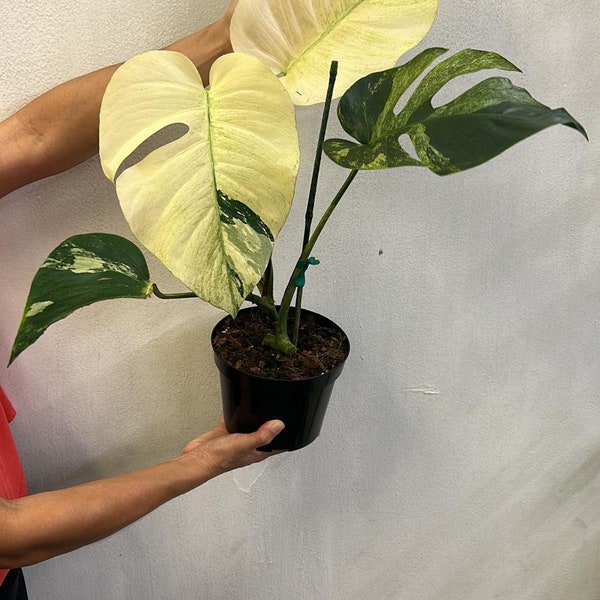 Monstera White Monster - Etsy