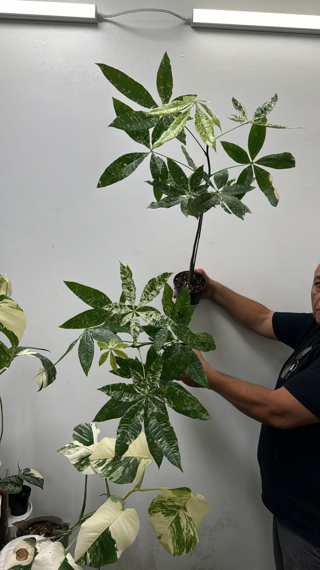 Money Tree Variegated 4 - Etsy