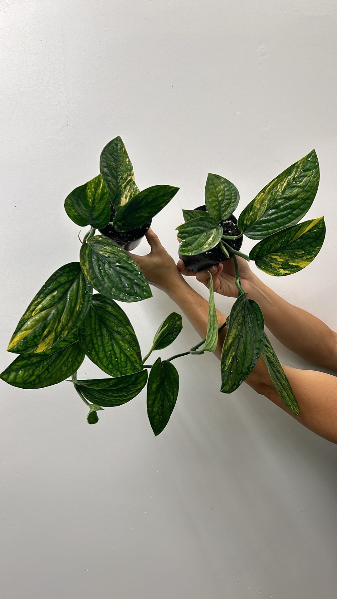 Monstera Peru Variegated 4 - Etsy