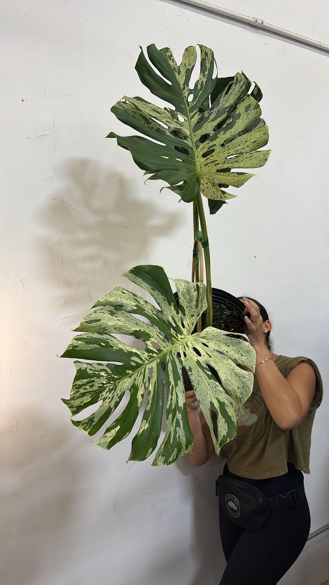 Monstera Bulbasaur 3GL - Etsy