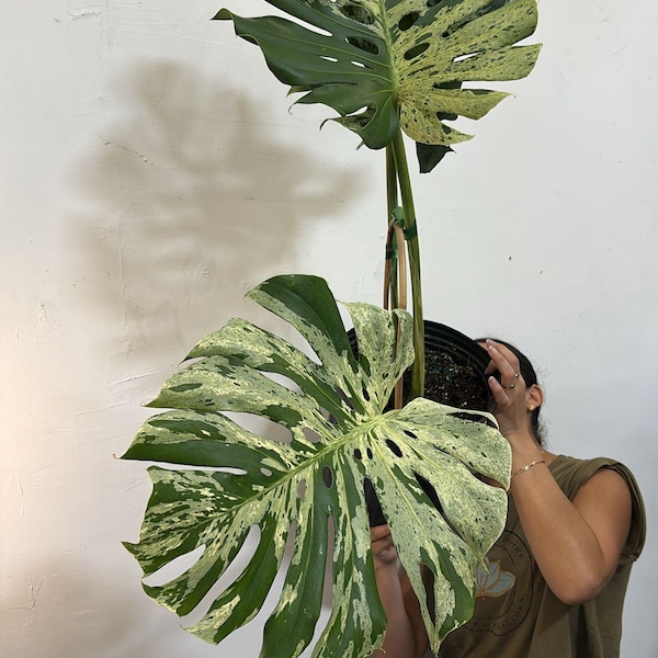 Bulbasaur Monstera - Etsy