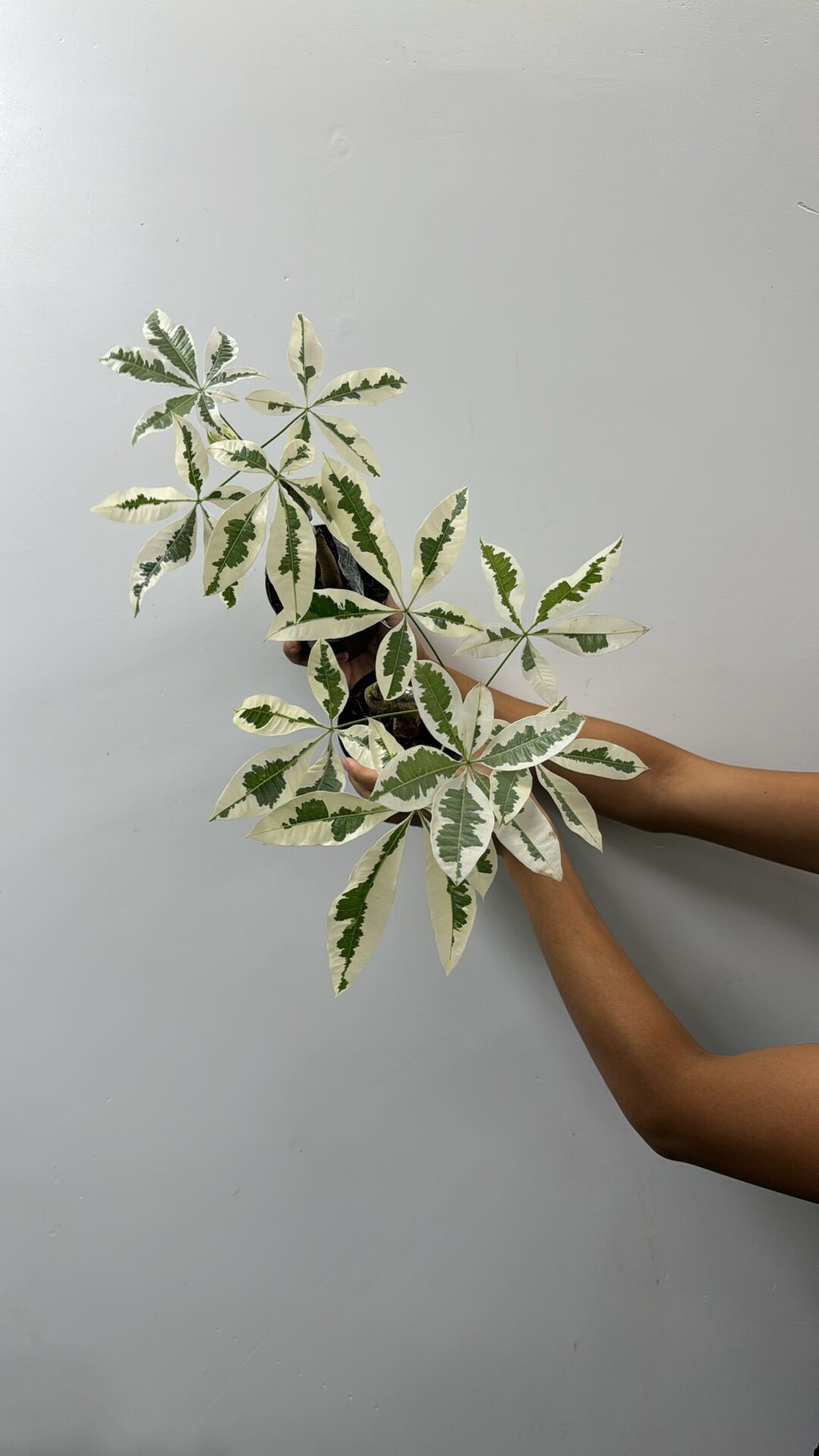 Money Tree Variegated 4 - Etsy