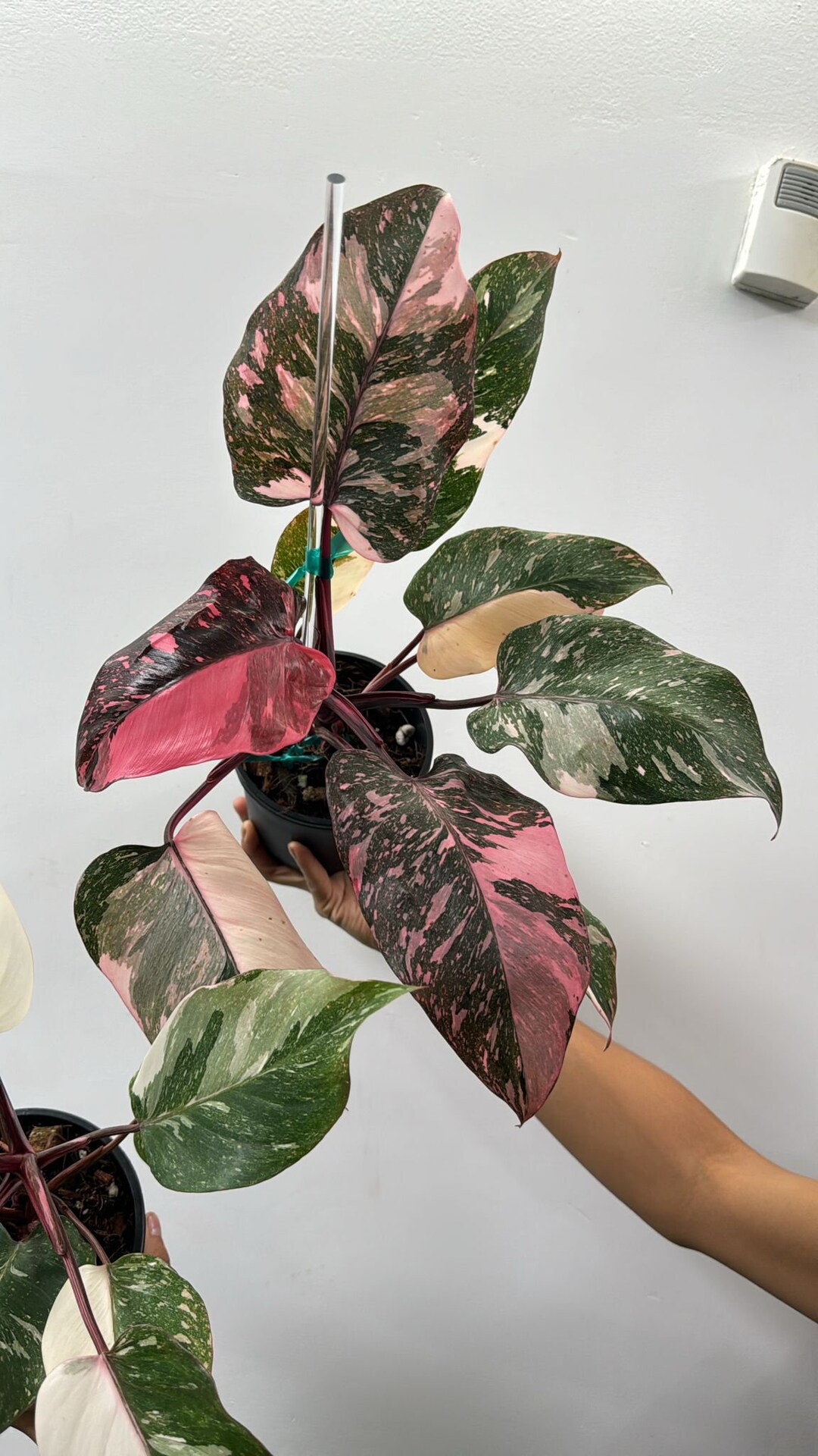 Philodendron Pink Princess Marble Galaxy 6 - Etsy