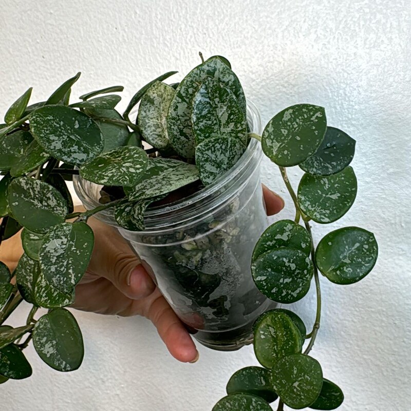 Hoya Mathilde - Etsy