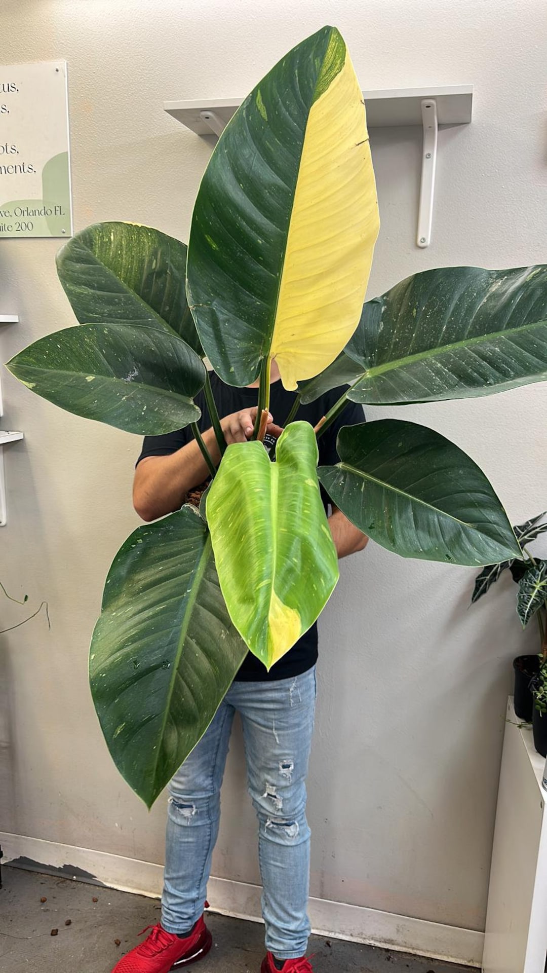 Philodendron Green Congo Variegated 8 - Etsy