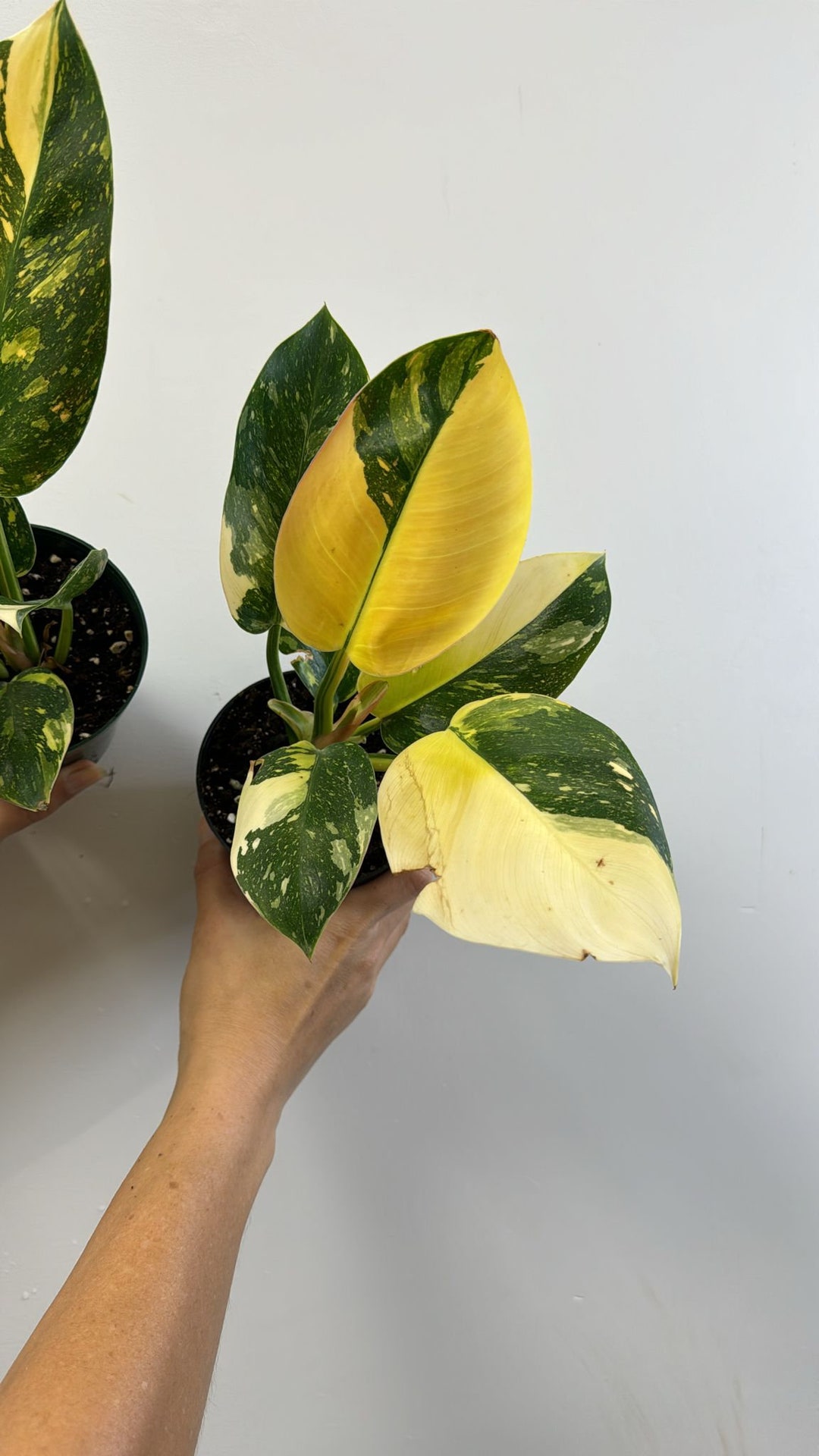 Philodendron Congo Nuclear 4 - Etsy