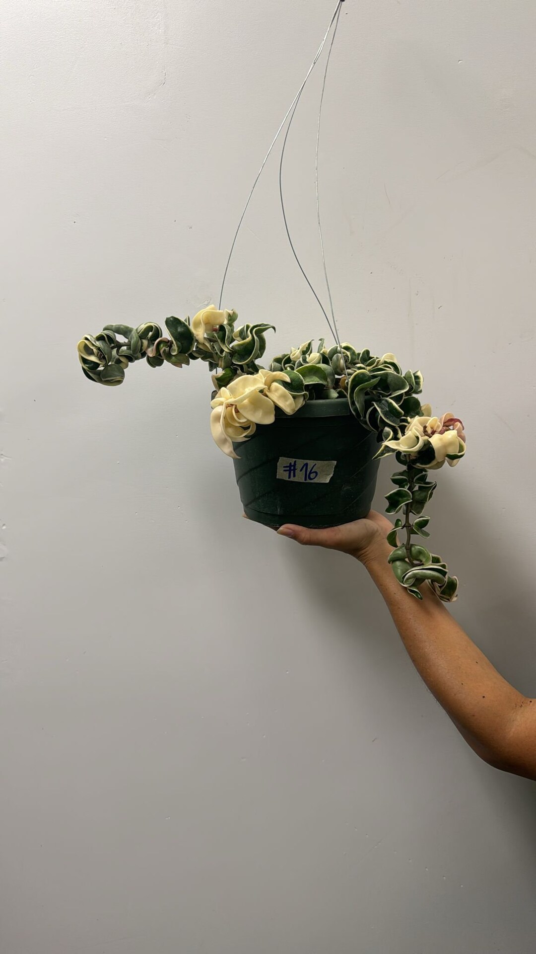 Hoya Hindú Rope Variegated 8 16 - Etsy