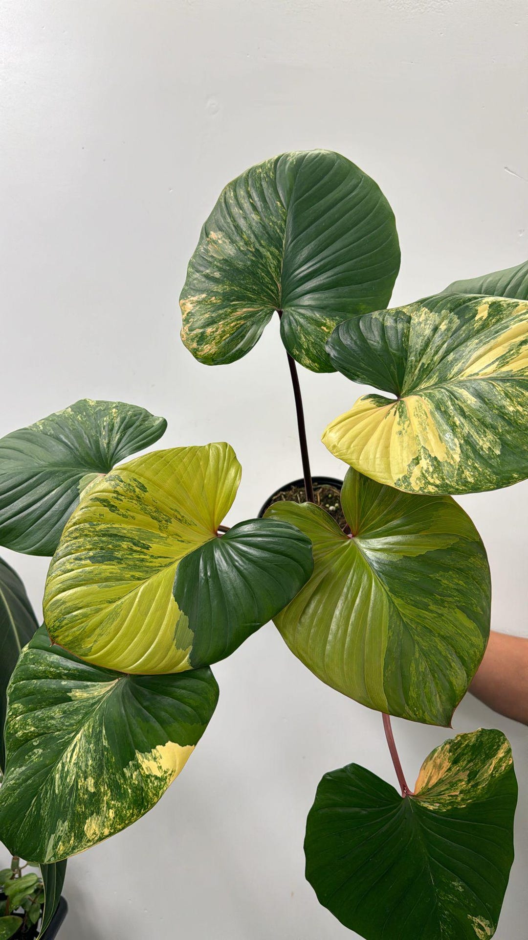 Homalomena Rubences Variegated 6 - Etsy