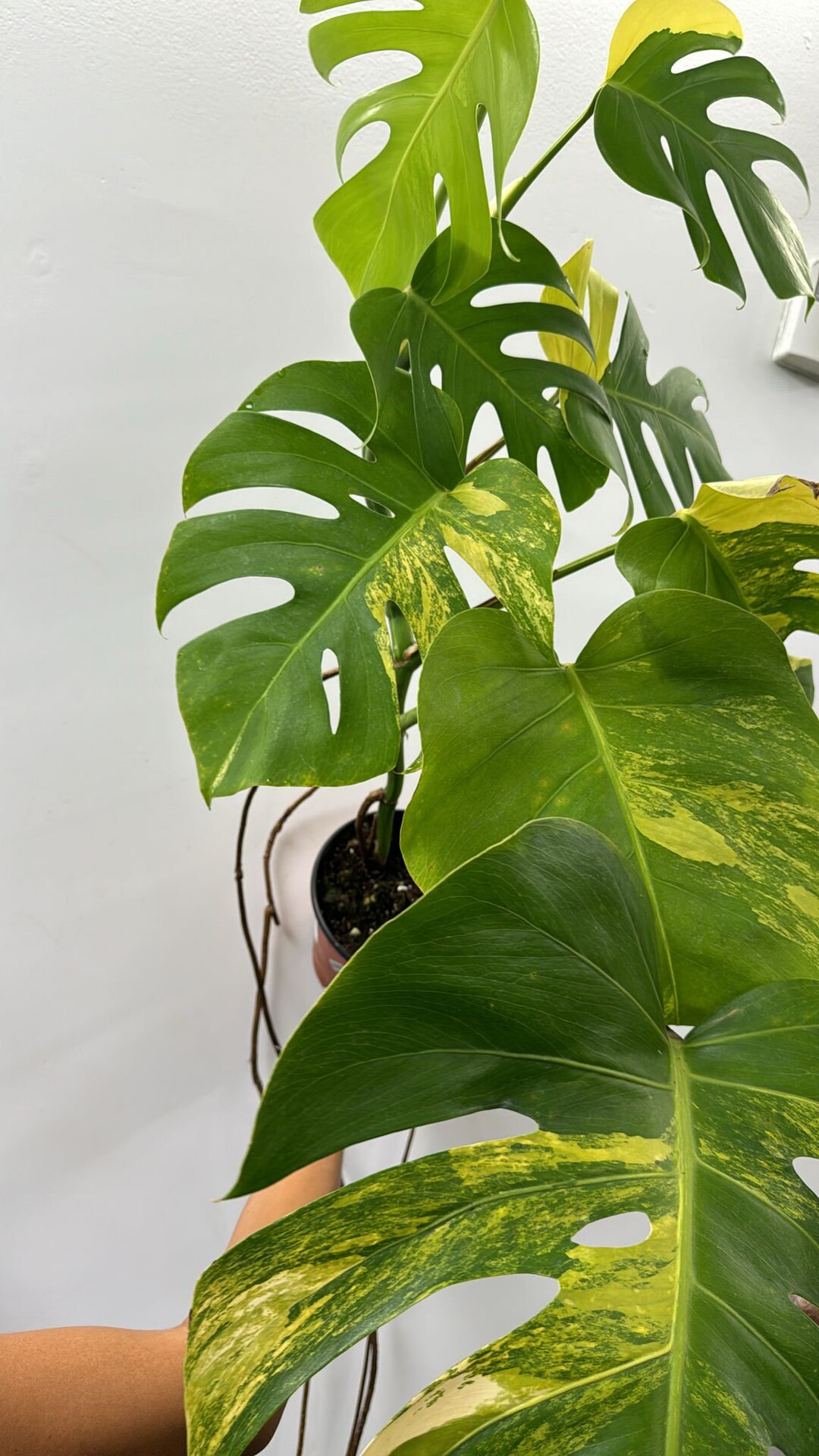 Monstera Aurea 6 - Etsy