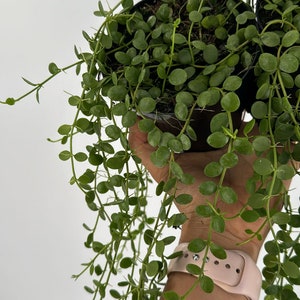 Dischidia String of Coins 4 - Etsy