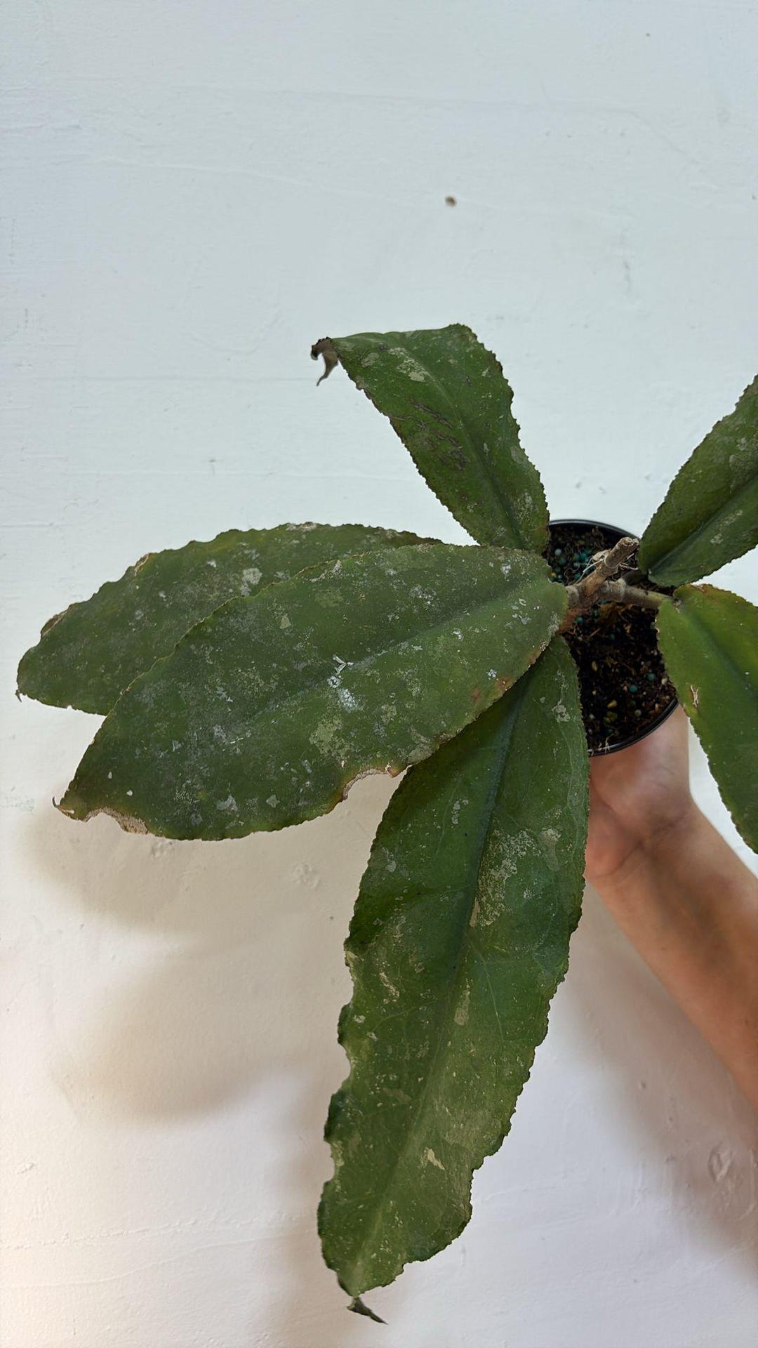 Hoya Undulata 4” - Etsy