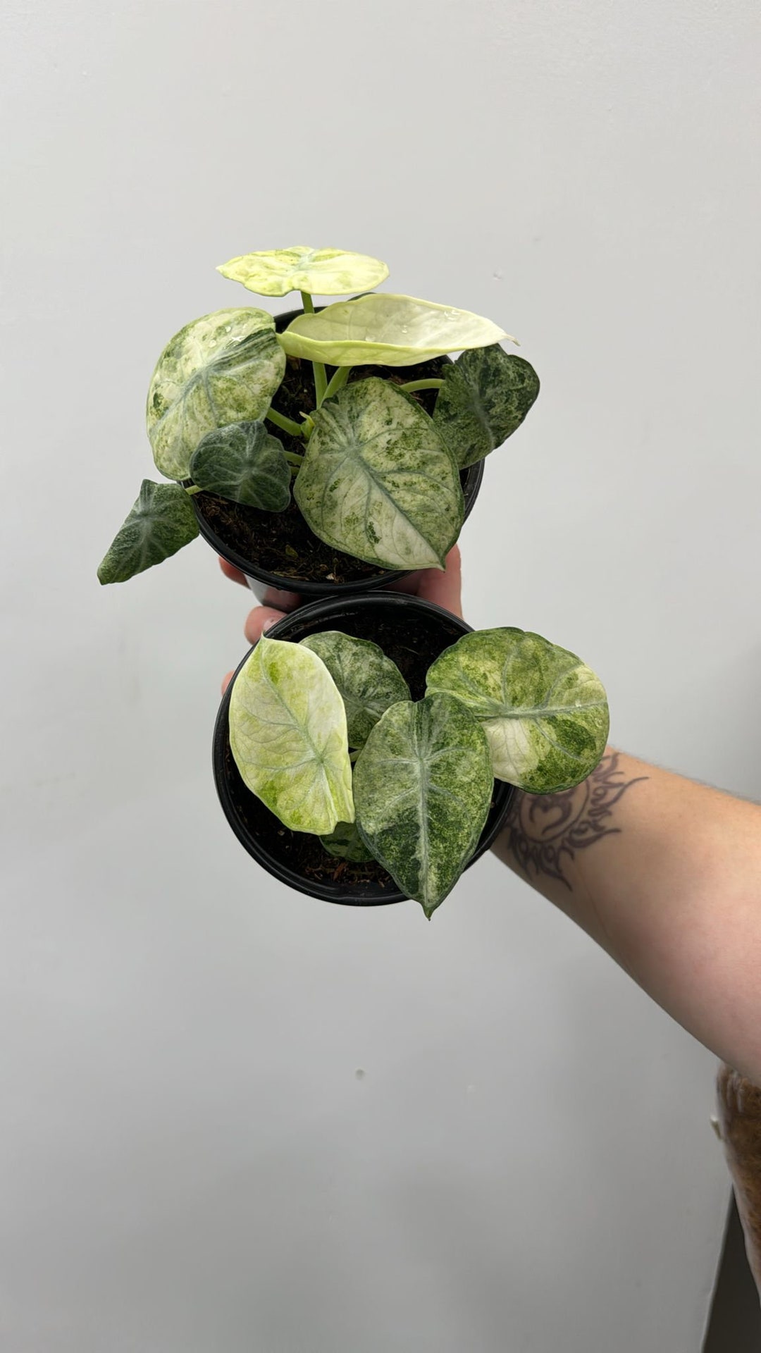 Alocasia Ninja Variegated 4 - Etsy