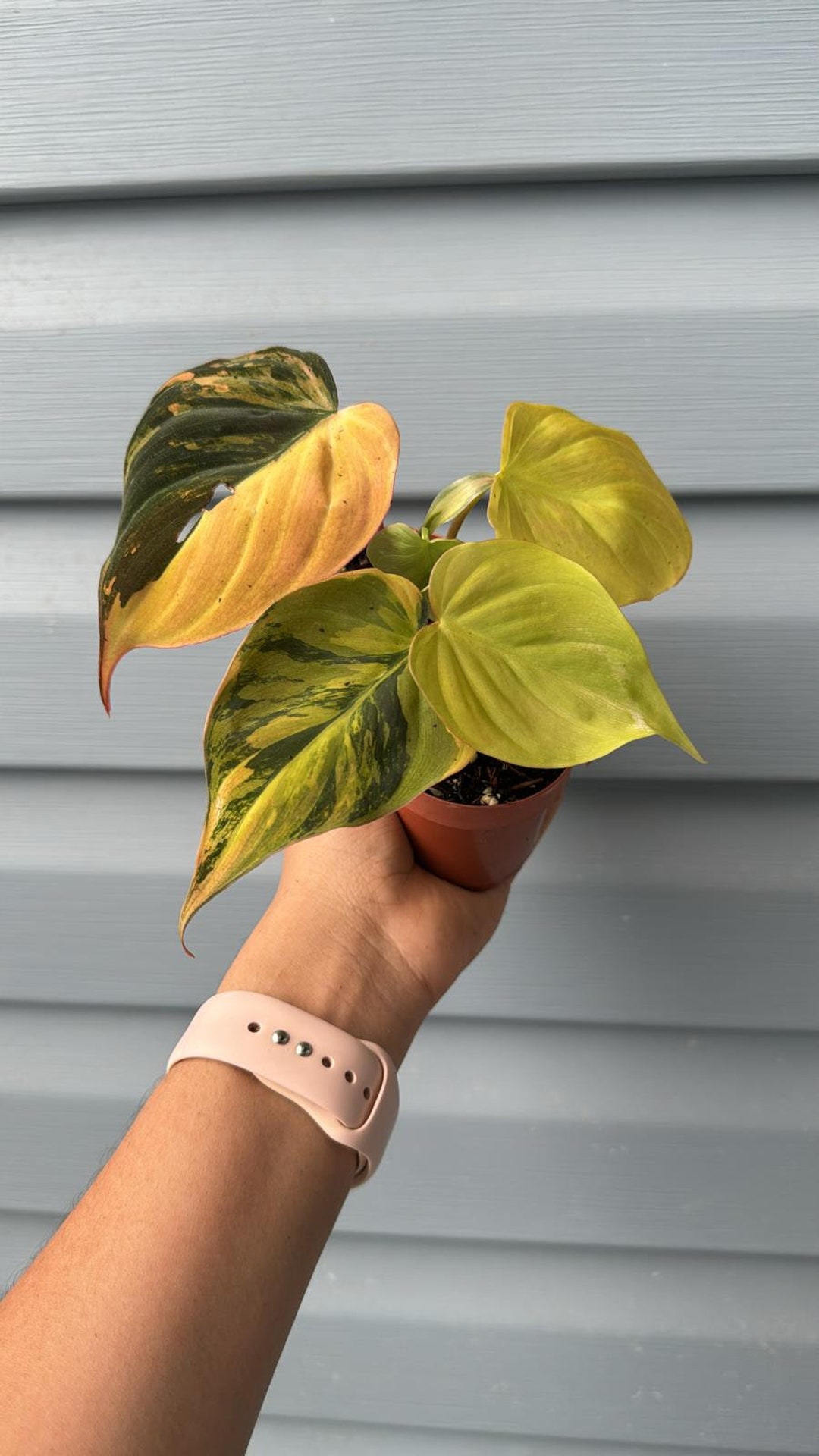 Philodendron Micans Variegated Aurea 3 - Etsy