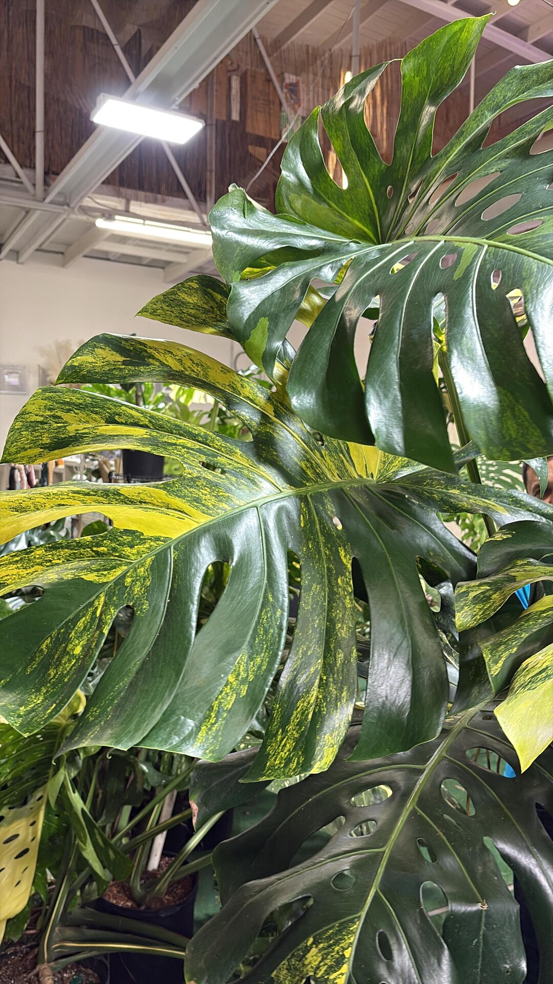 Monstera Aurea Large Form 3GL - Etsy