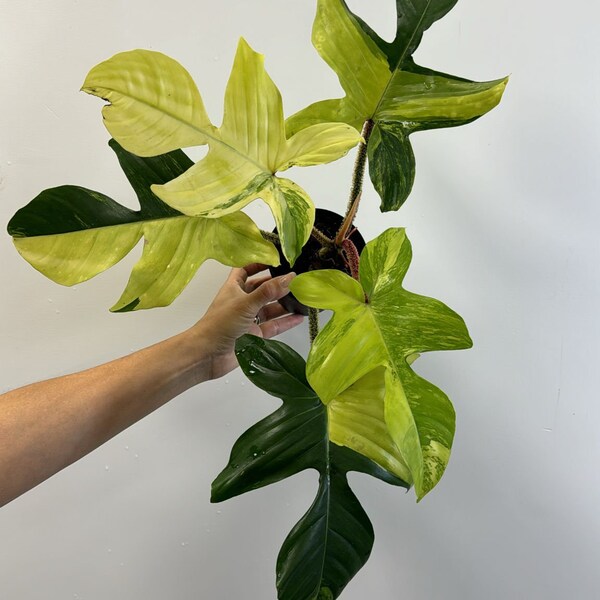 Philodendron Squamiferum - Etsy