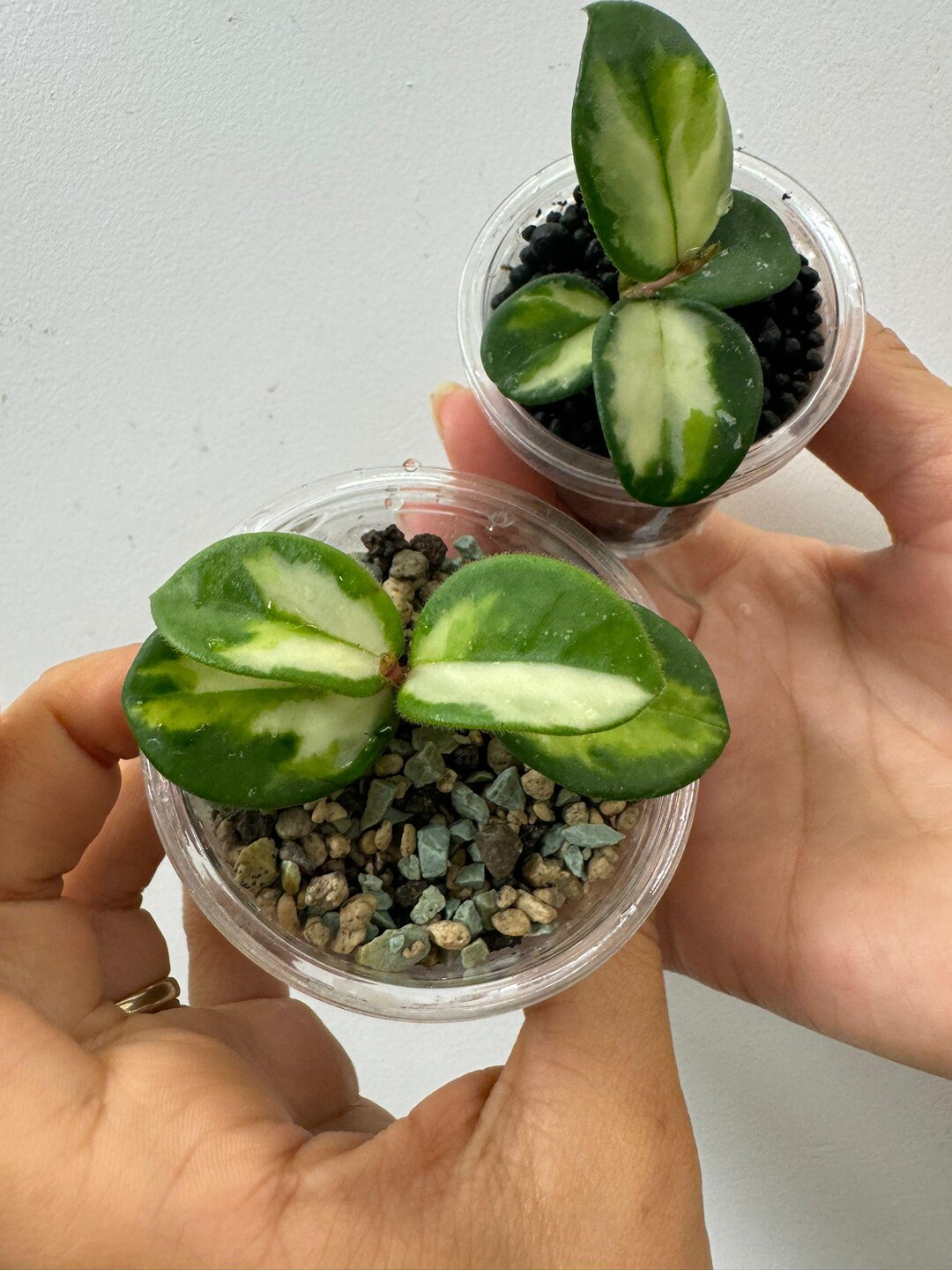 Hoya Mathilde Variegated 2 - Etsy