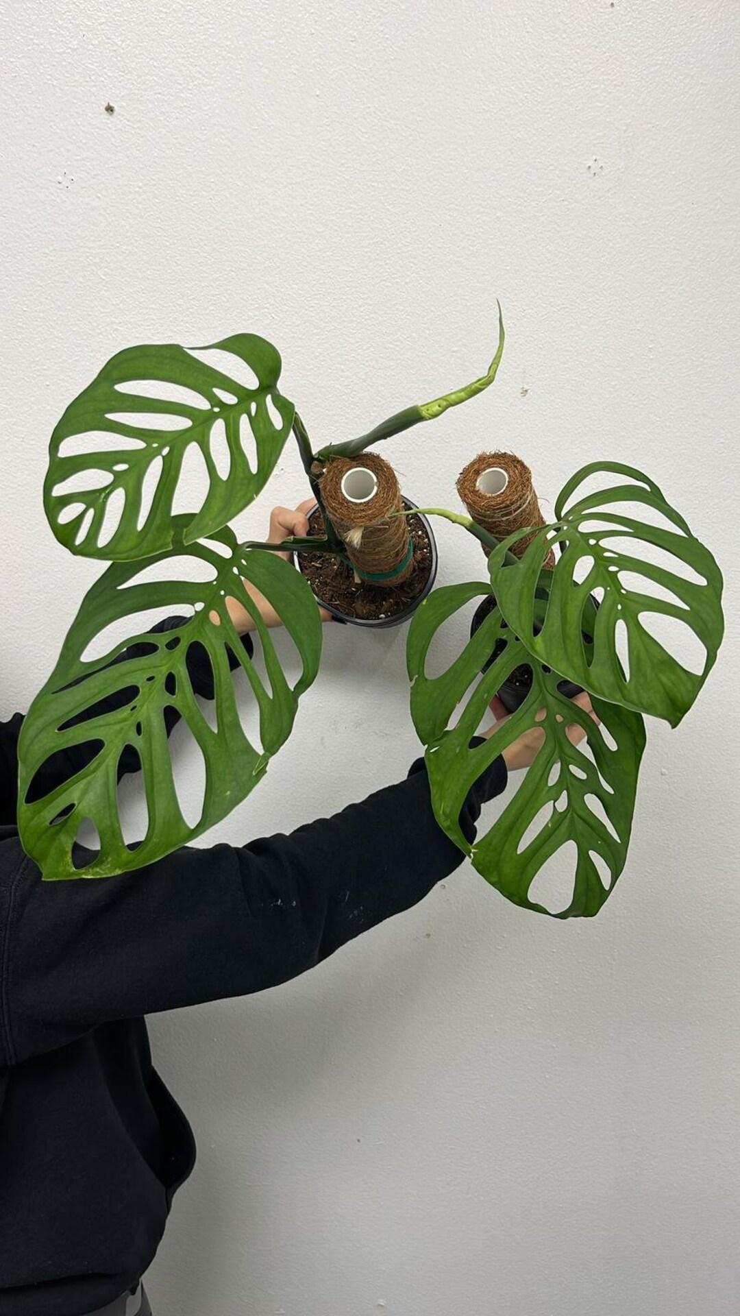 Monstera Esqueleto 6 - Etsy