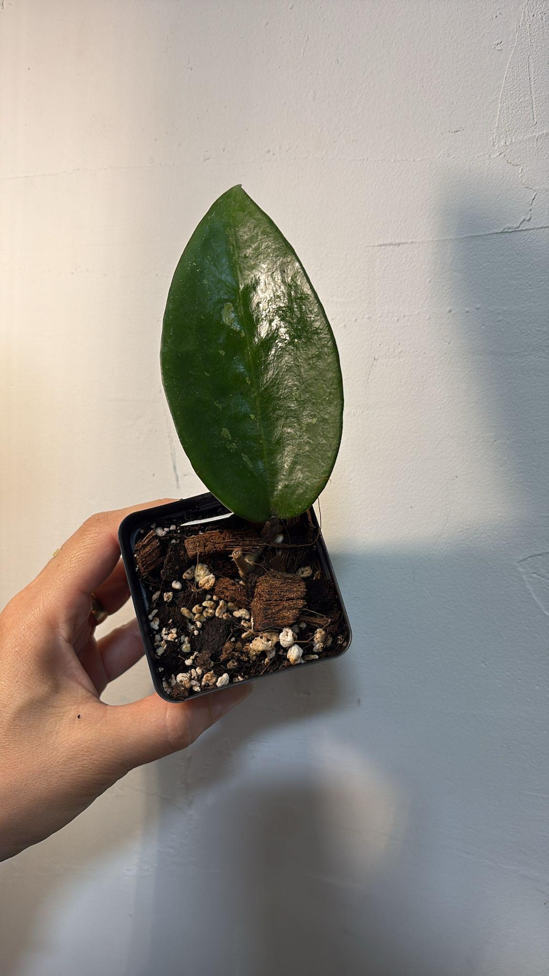 Hoya Ah Black Magic 3” - Etsy