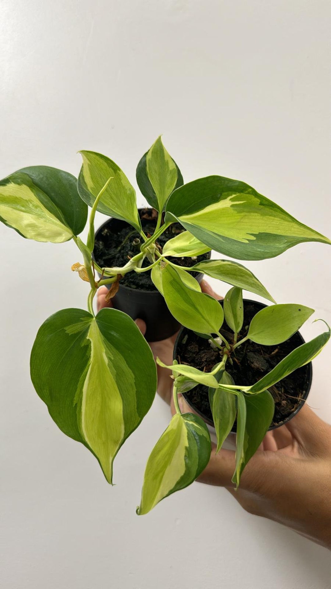 Philodendron Gabby 3 - Etsy