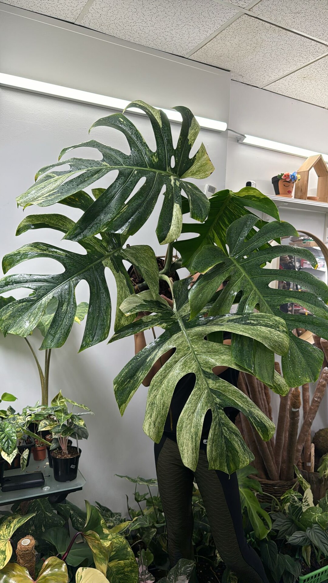 Monstera Mint 8 - Etsy
