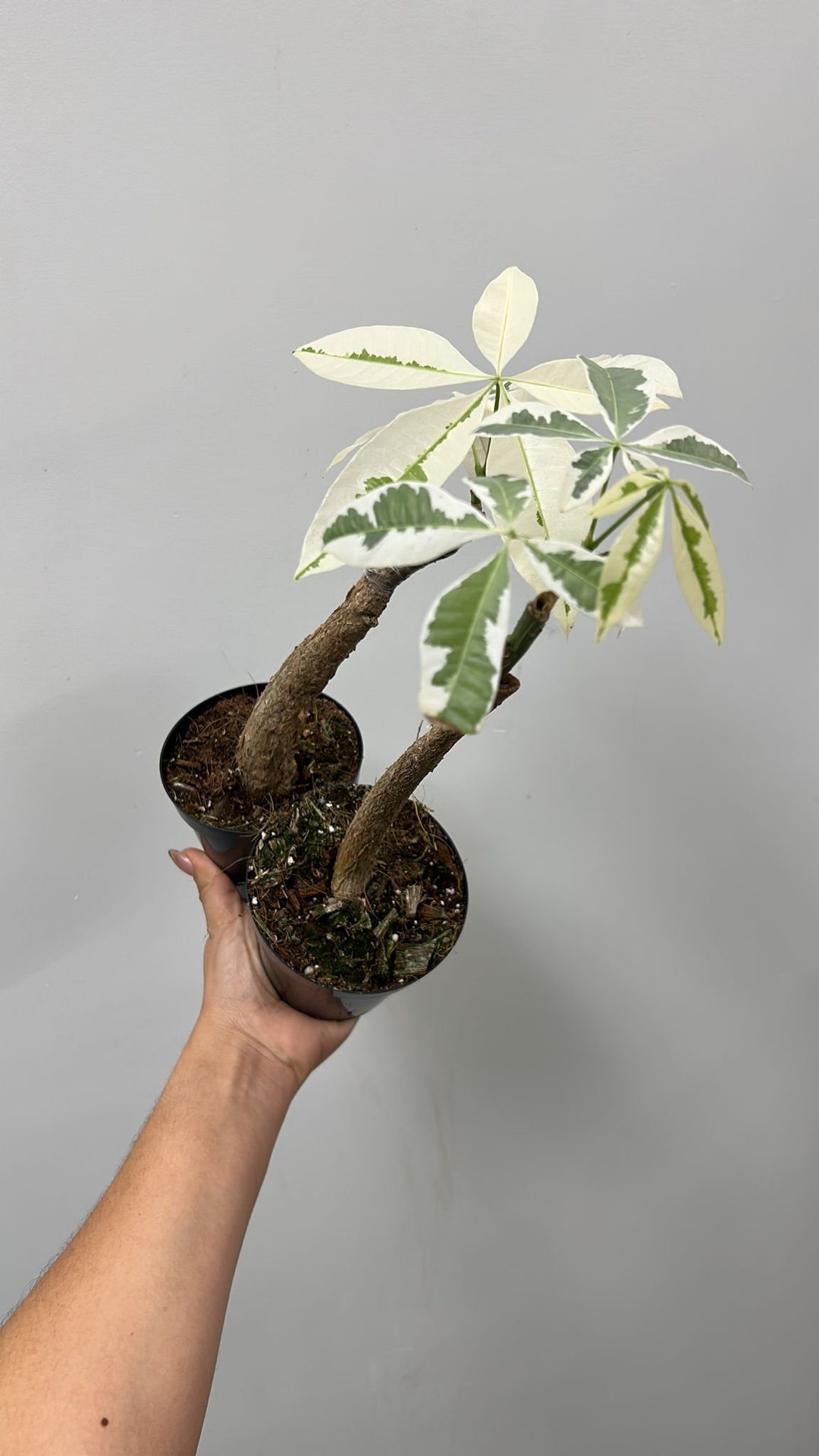 Money Tree Variegated 4 - Etsy