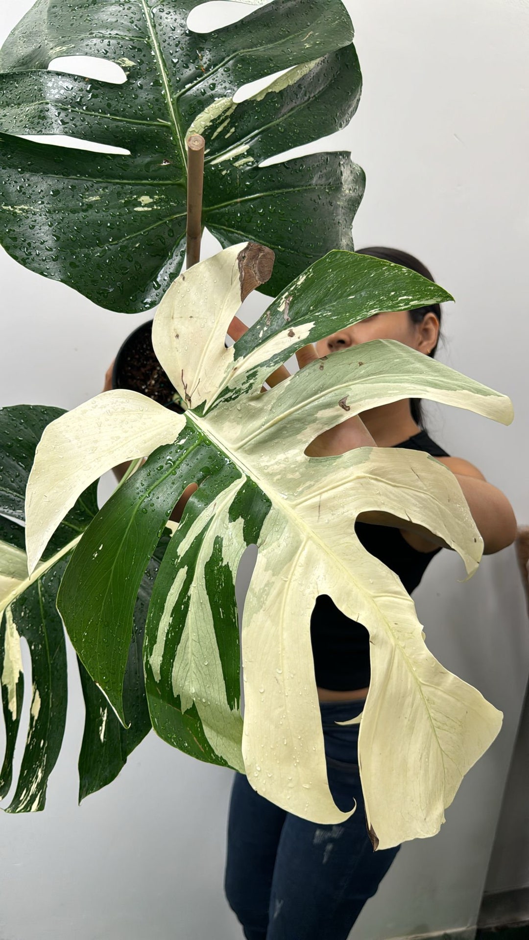 Monstera Mint 6 - Etsy