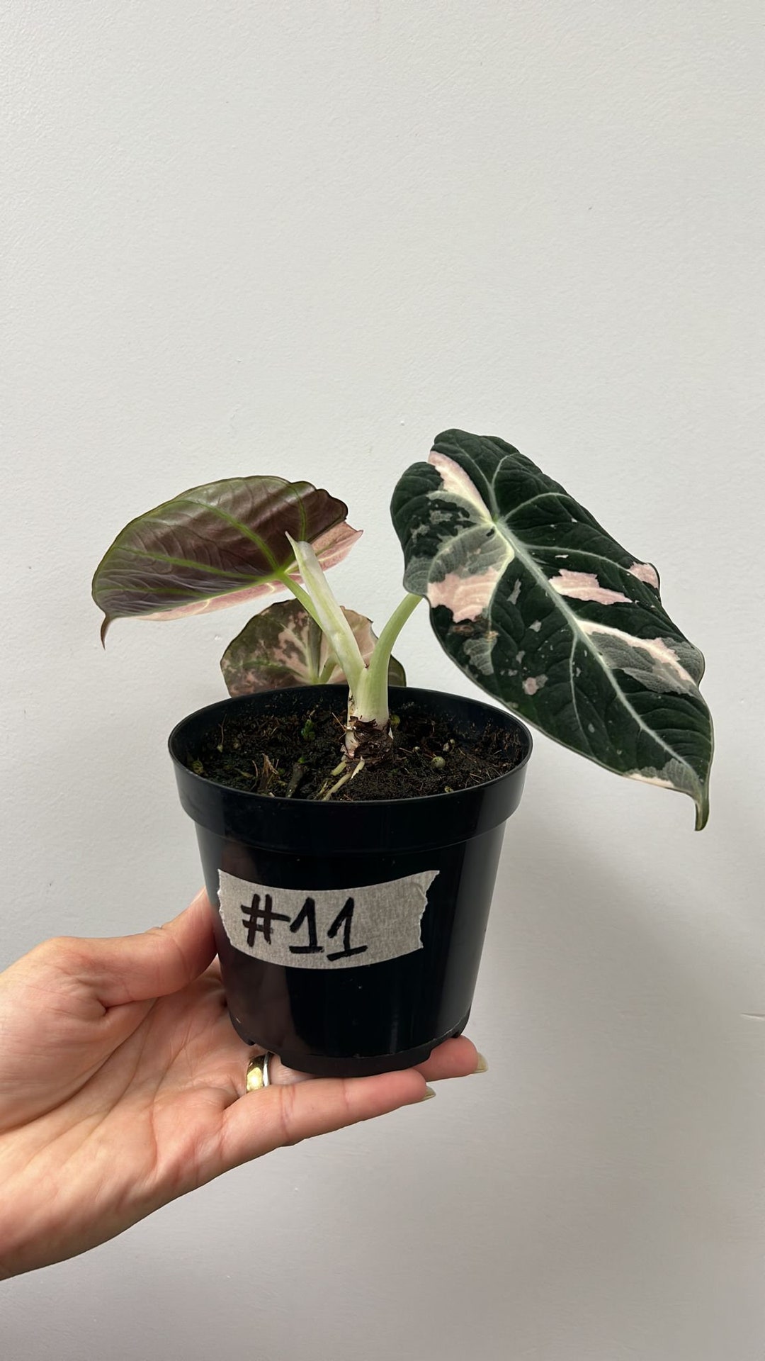 Alocasia Black Velvet Variegated 4 - Etsy