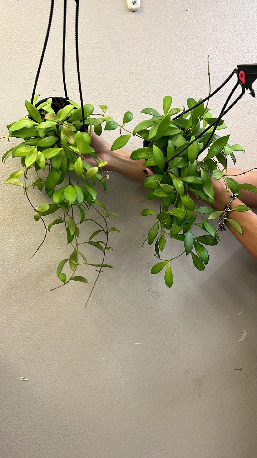 Hoya Cv Noona 4 - Etsy