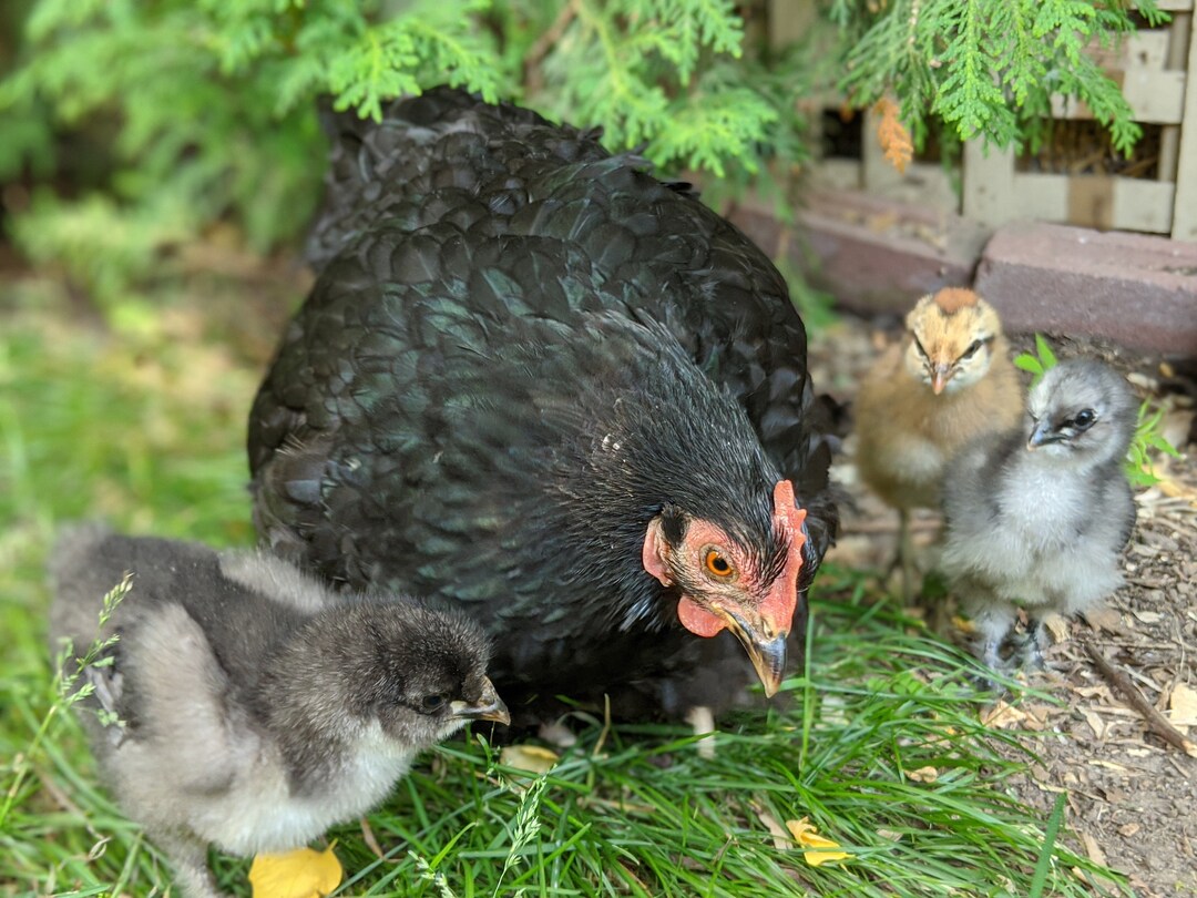 Mother Hen Blank Greeting Card Easter Mother's Day - Etsy